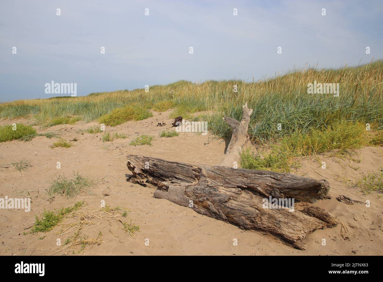 Perfect beach picnic spot Stock Photo - Alamy