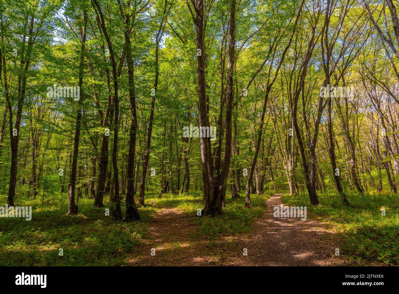 Forest path fork hi-res stock photography and images - Alamy