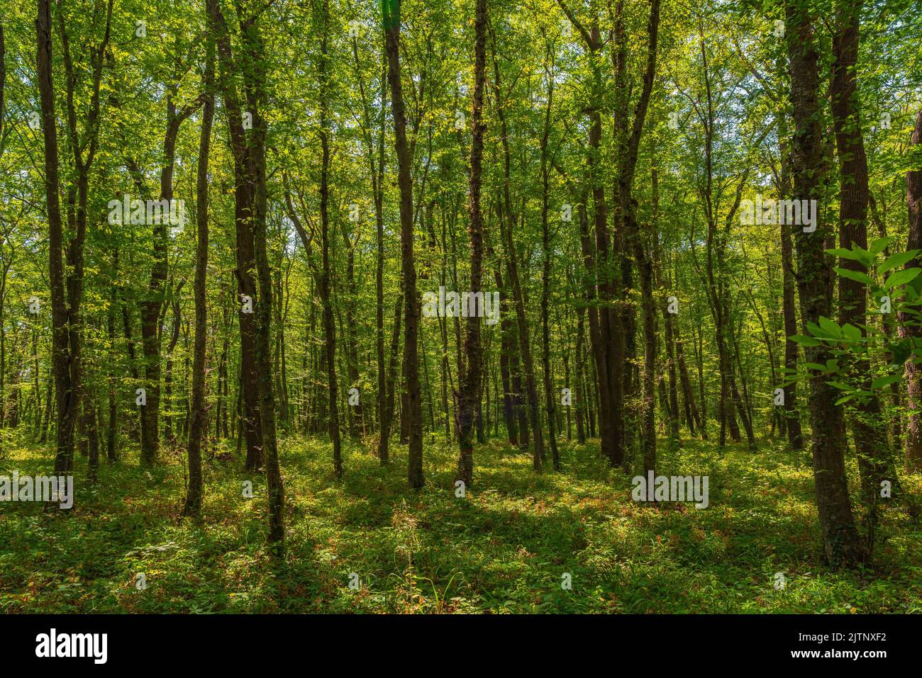 Sun beams through thick trees branches in dense green forest Stock ...