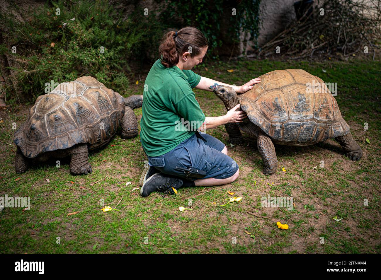 Reptile keeper Laura Cosgrove conducts a close health check on 40-year ...