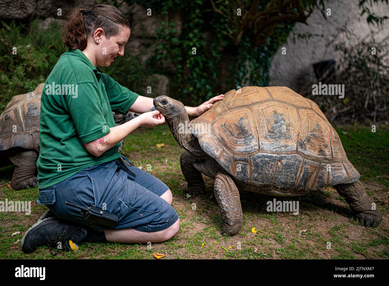Reptile keeper Laura Cosgrove conducts a close health check on 40-year ...
