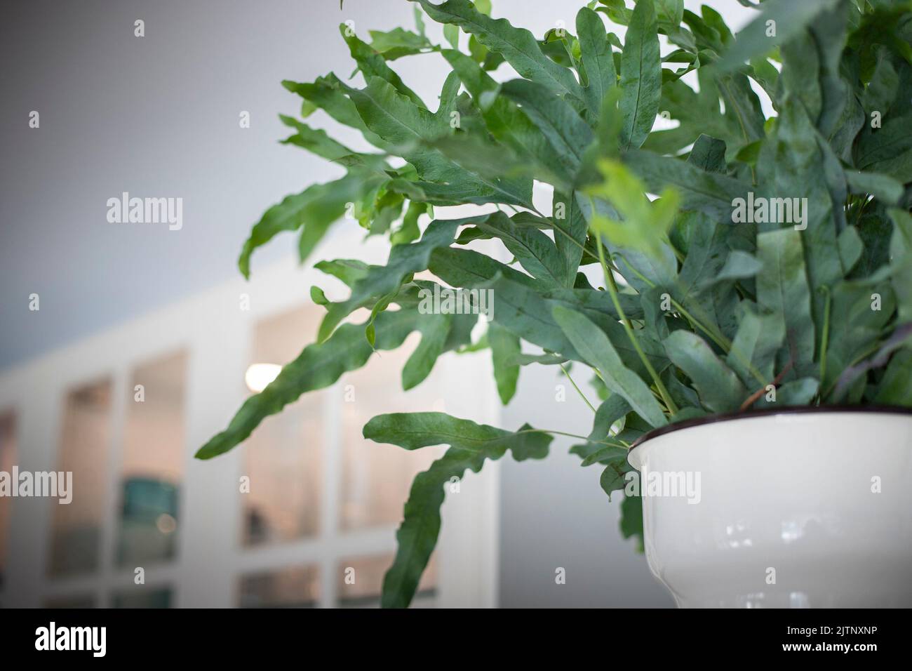 A plant of Blue Star fern (Phlebodium aureum), a fancy houseplant ...