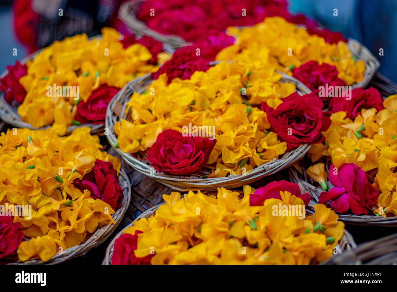 India yellow flowers hi-res stock photography and images - Alamy