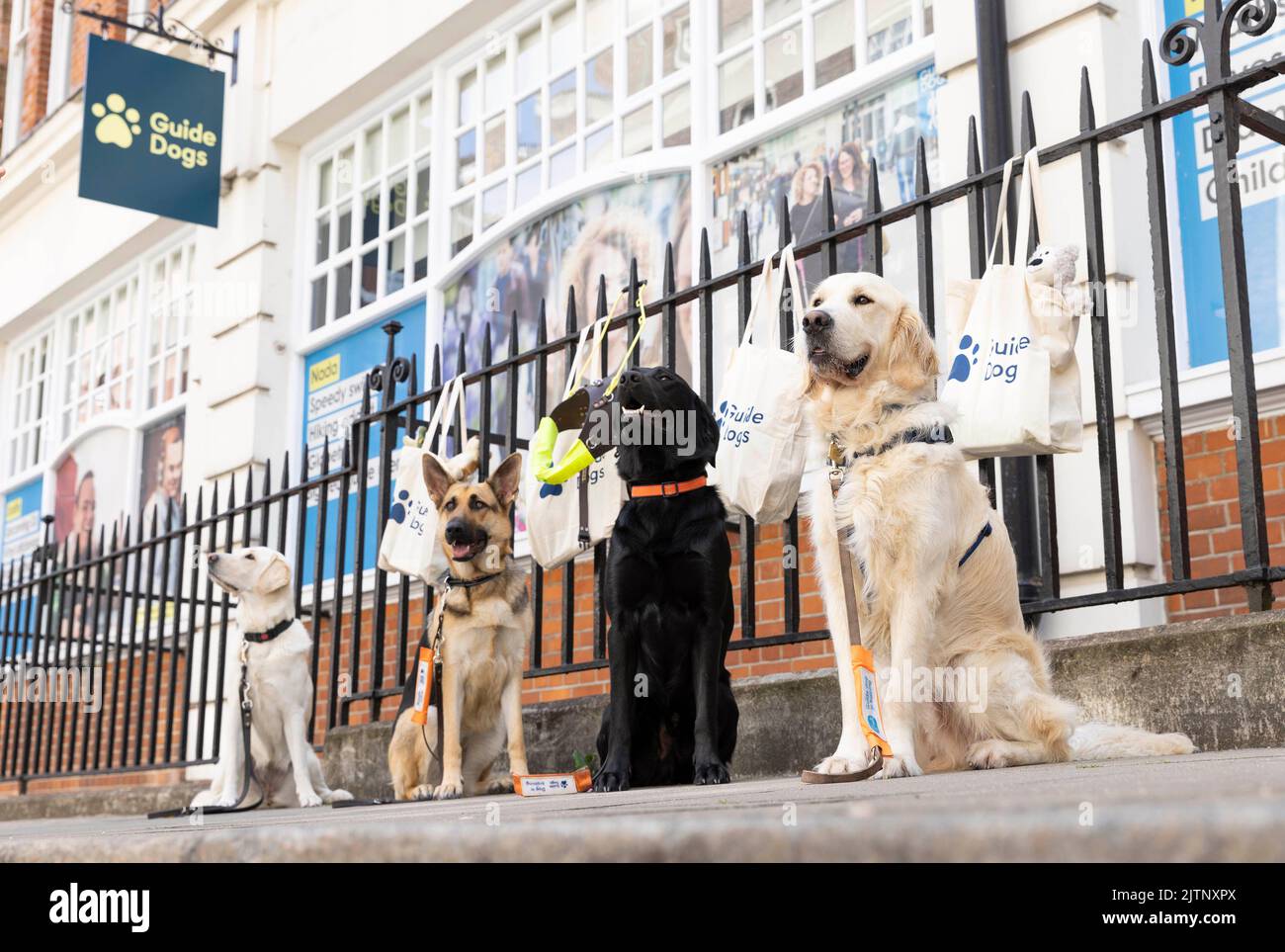 EDITORIAL USE ONLY (left to right) Trainee guide dogs Eve the Labrador ...