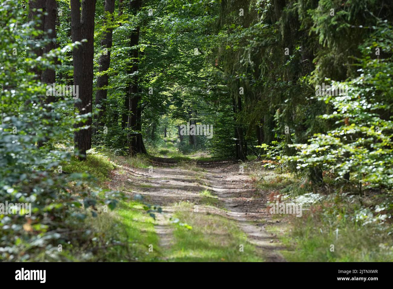 Oranienburg, Germany. 31st Aug, 2022. The forest near the moor at ...