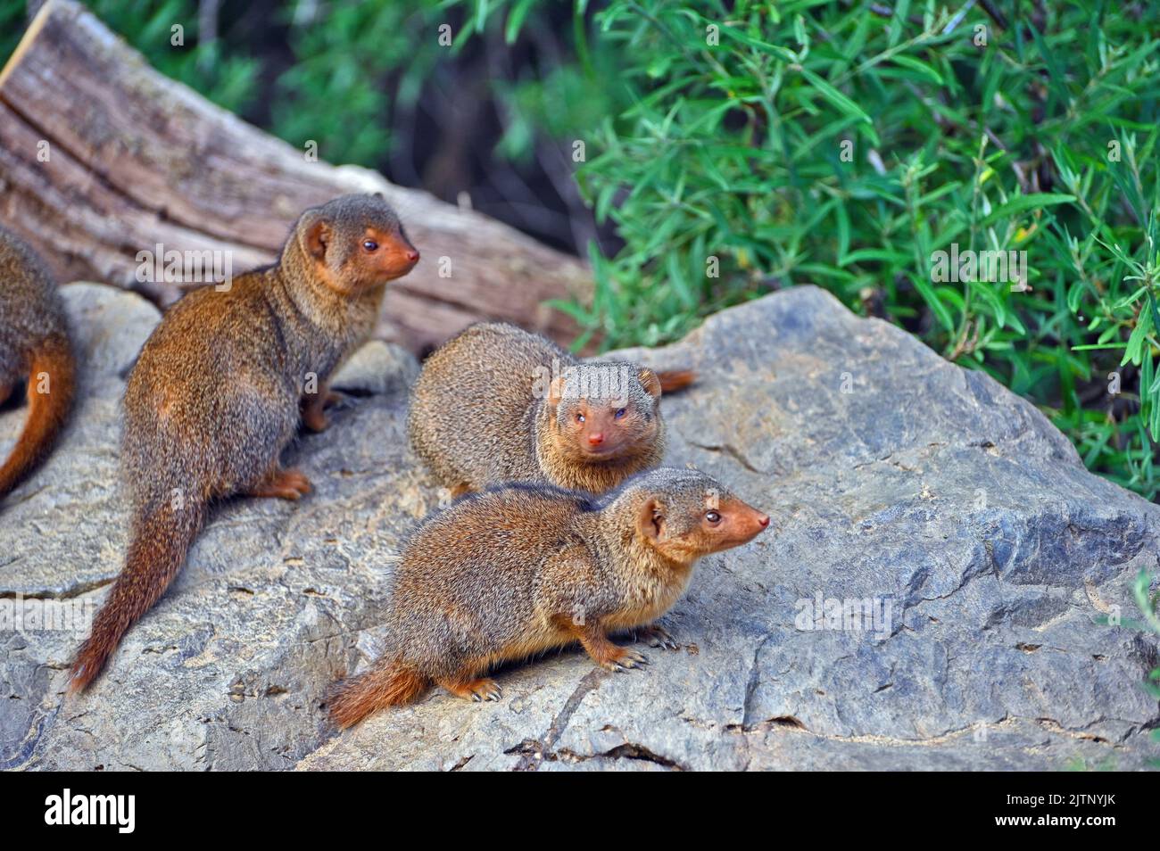 A group of dwarf mongooses on a stone, looking around Stock Photo - Alamy