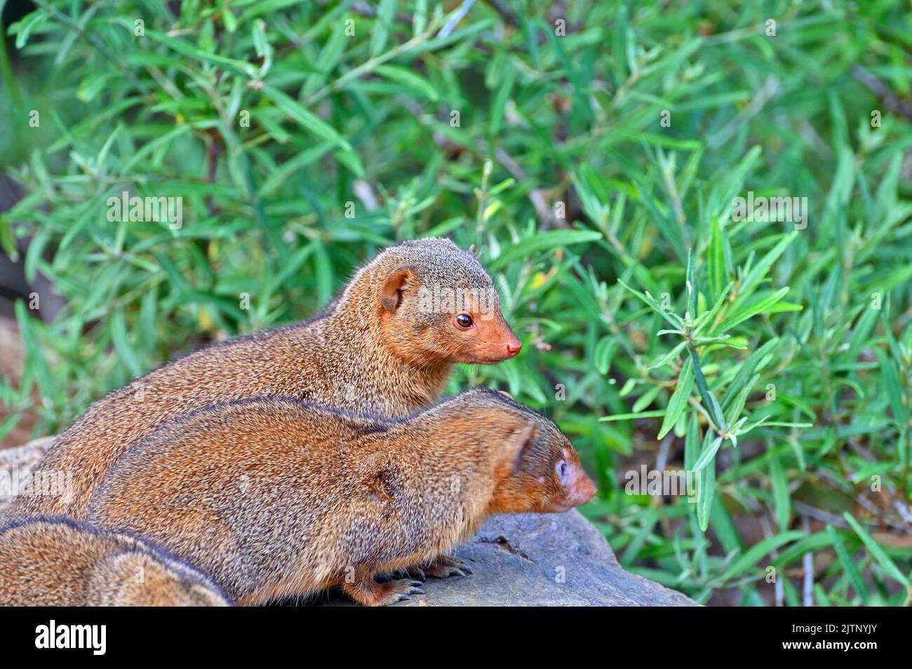 Cute two dwarf mongooses (Helgale) at the zoo looking at a plant Stock Photo - Alamy