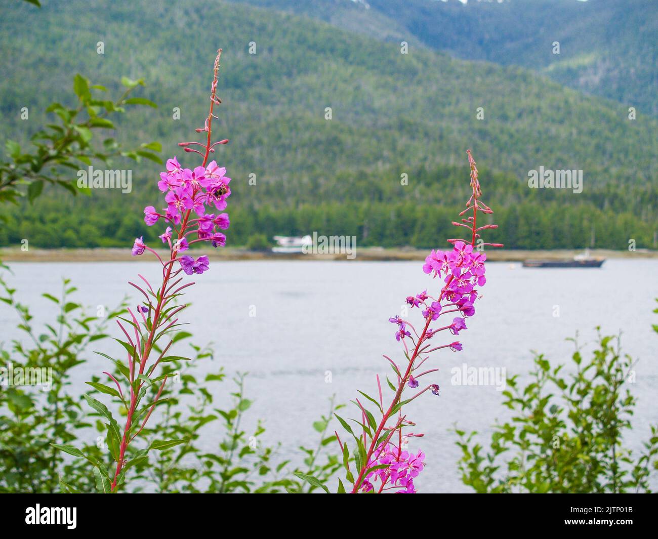 Bright pink fire-weed wildflower growing on side of waterway Ketchikan ...