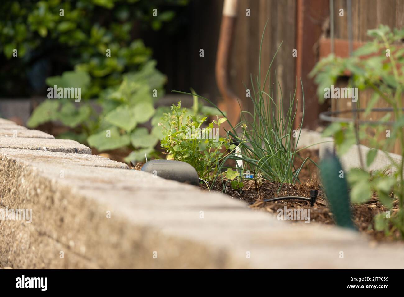 A small lane in a garden for growing vegetables Stock Photo - Alamy