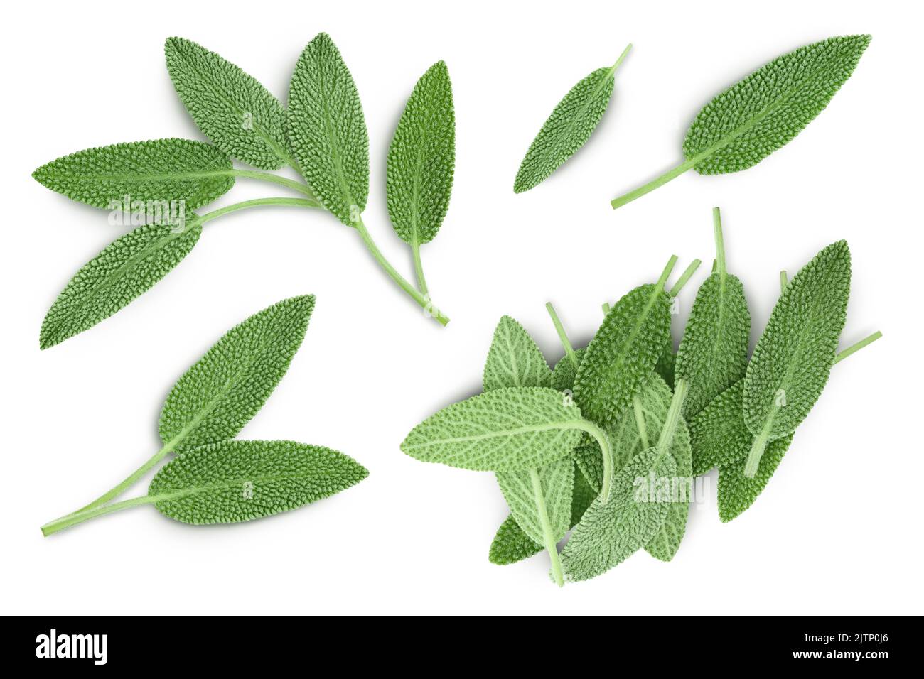 fresh sage herb isolated on white background with full depth of field ...