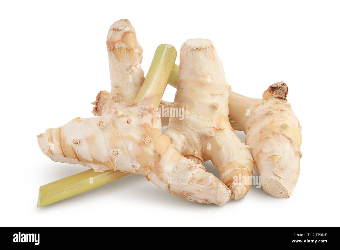 Fresh galangal root isolated on white background with full depth of ...