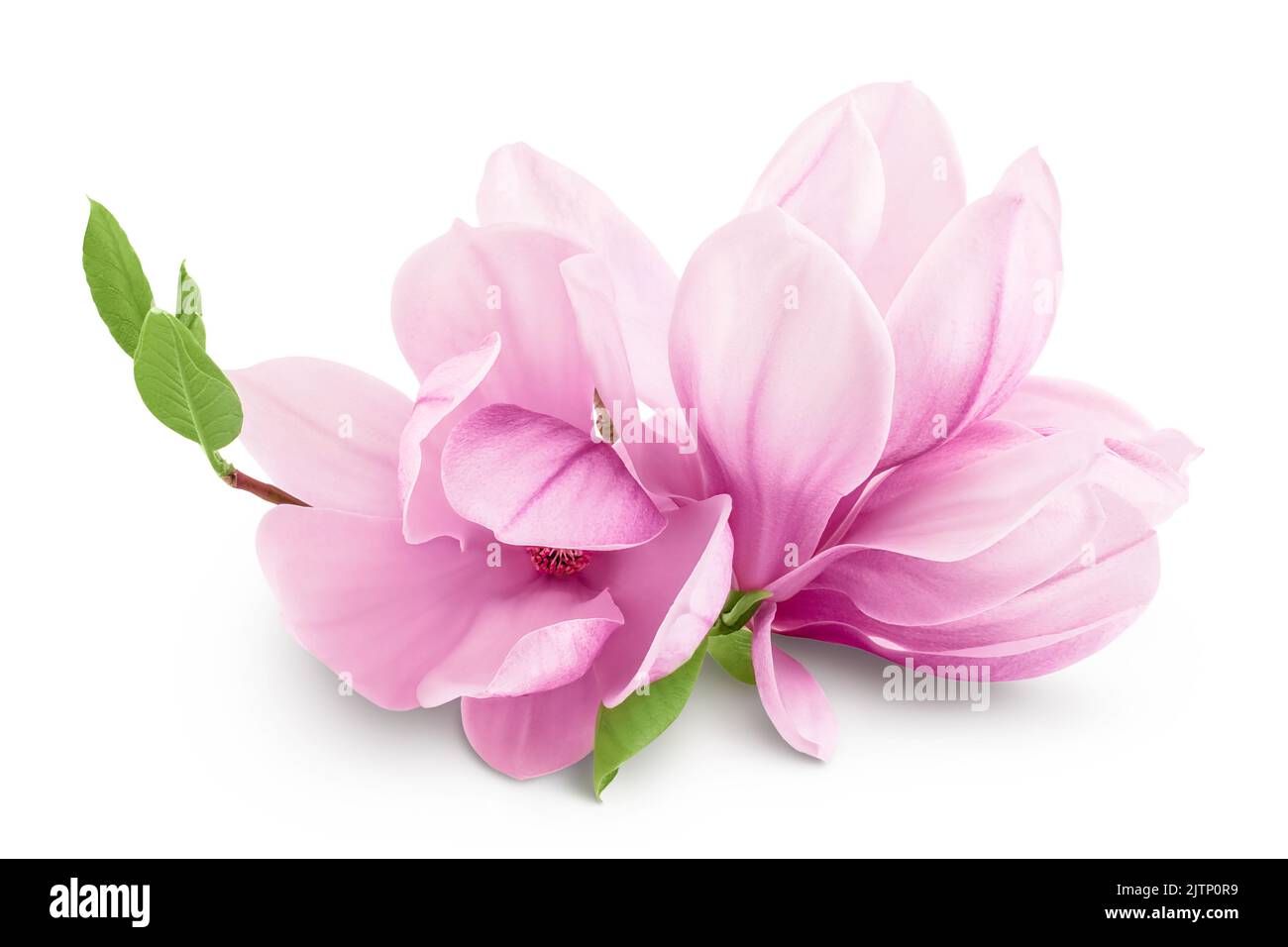 Pink magnolia flower isolated on white background with full depth of ...