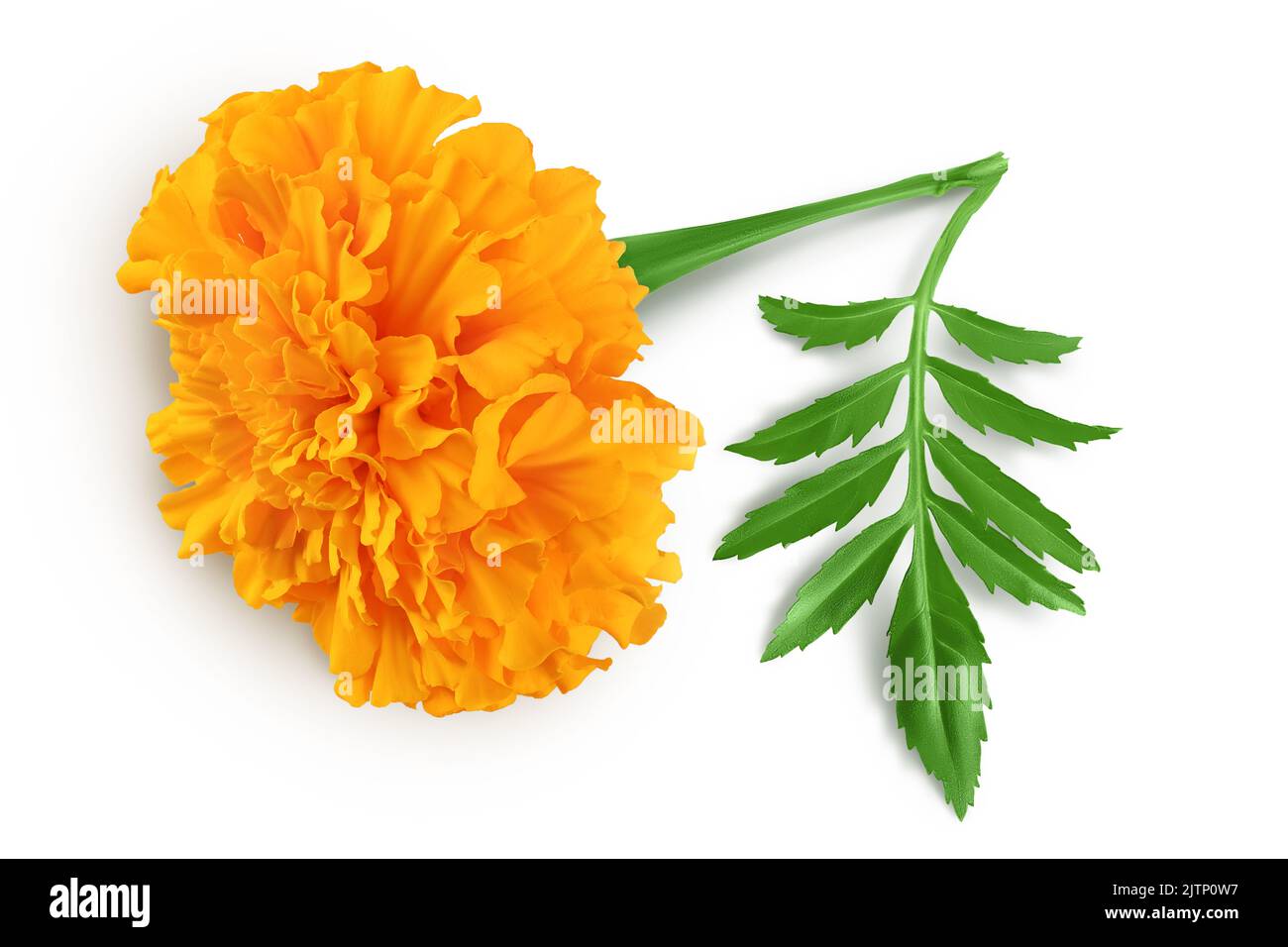 fresh marigold or tagetes erecta flower isolated on white background ...