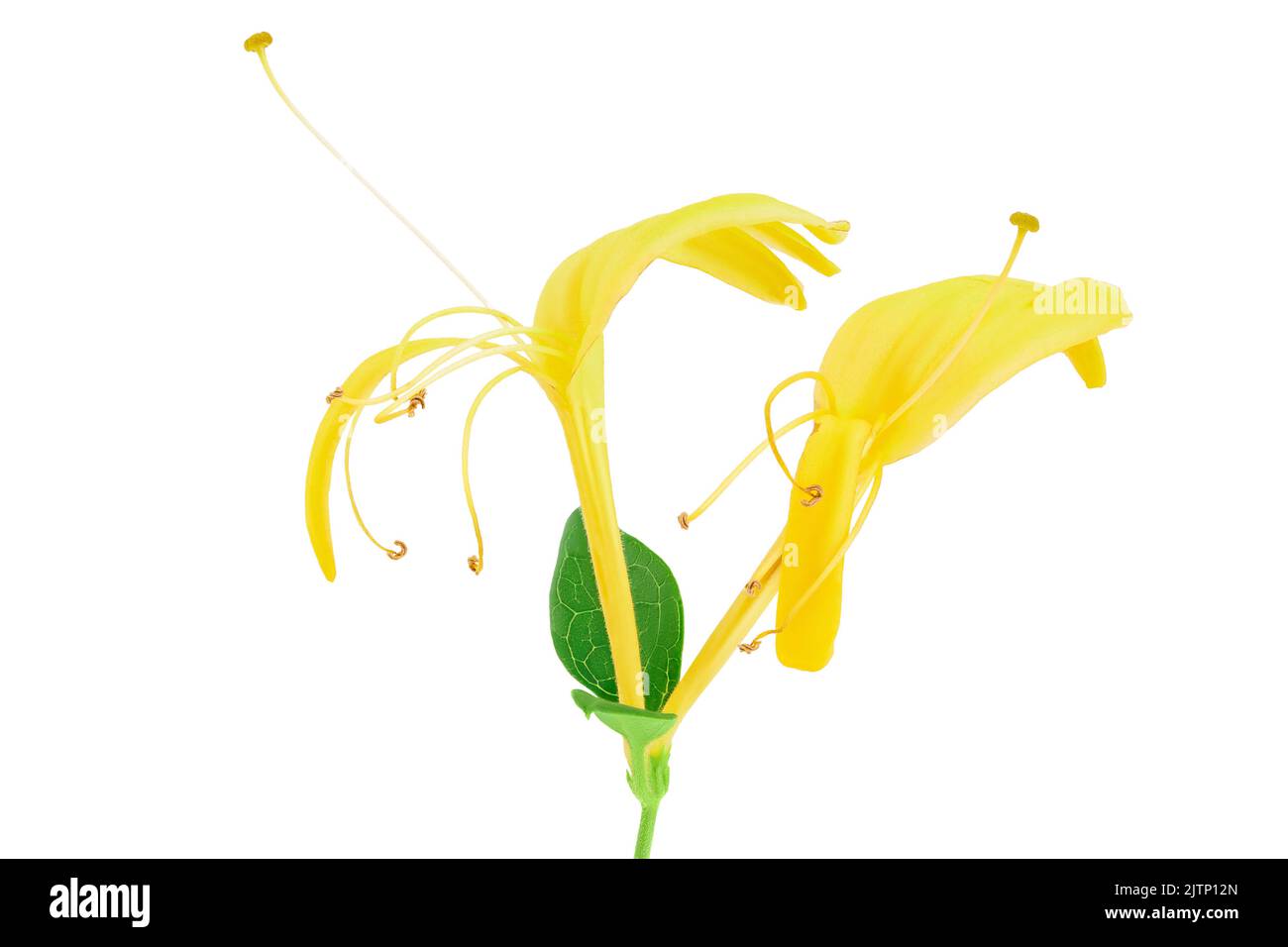 Fresh honeysuckle flower isolated on white background with full depth ...