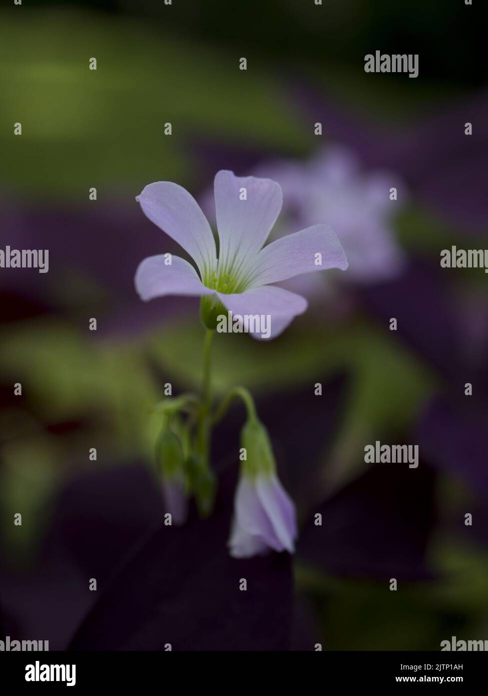 Purple Oxalis triangularis flower. Oxalis triangularis Stock Photo - Alamy