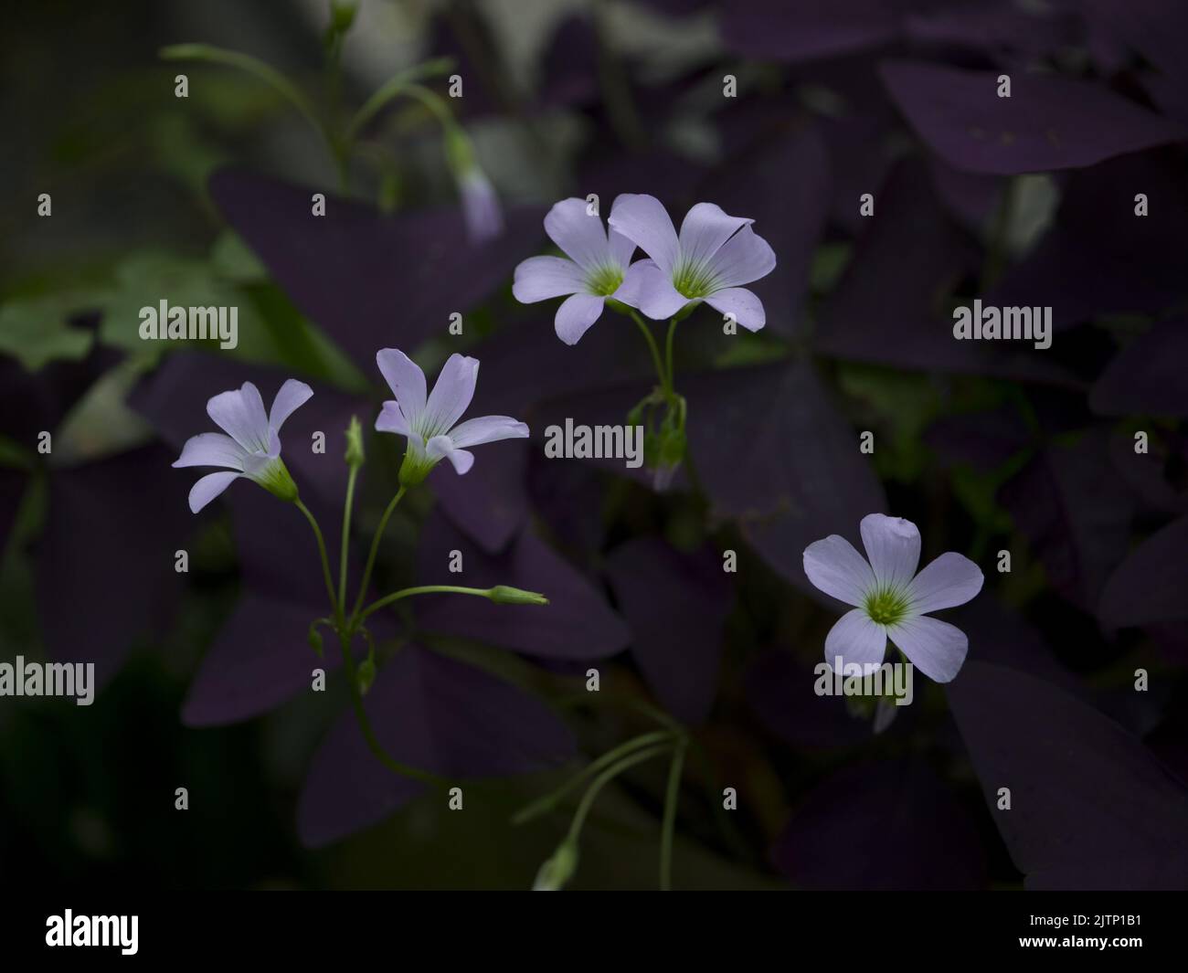 Purple Oxalis triangularis flower. Oxalis triangularis Stock Photo - Alamy