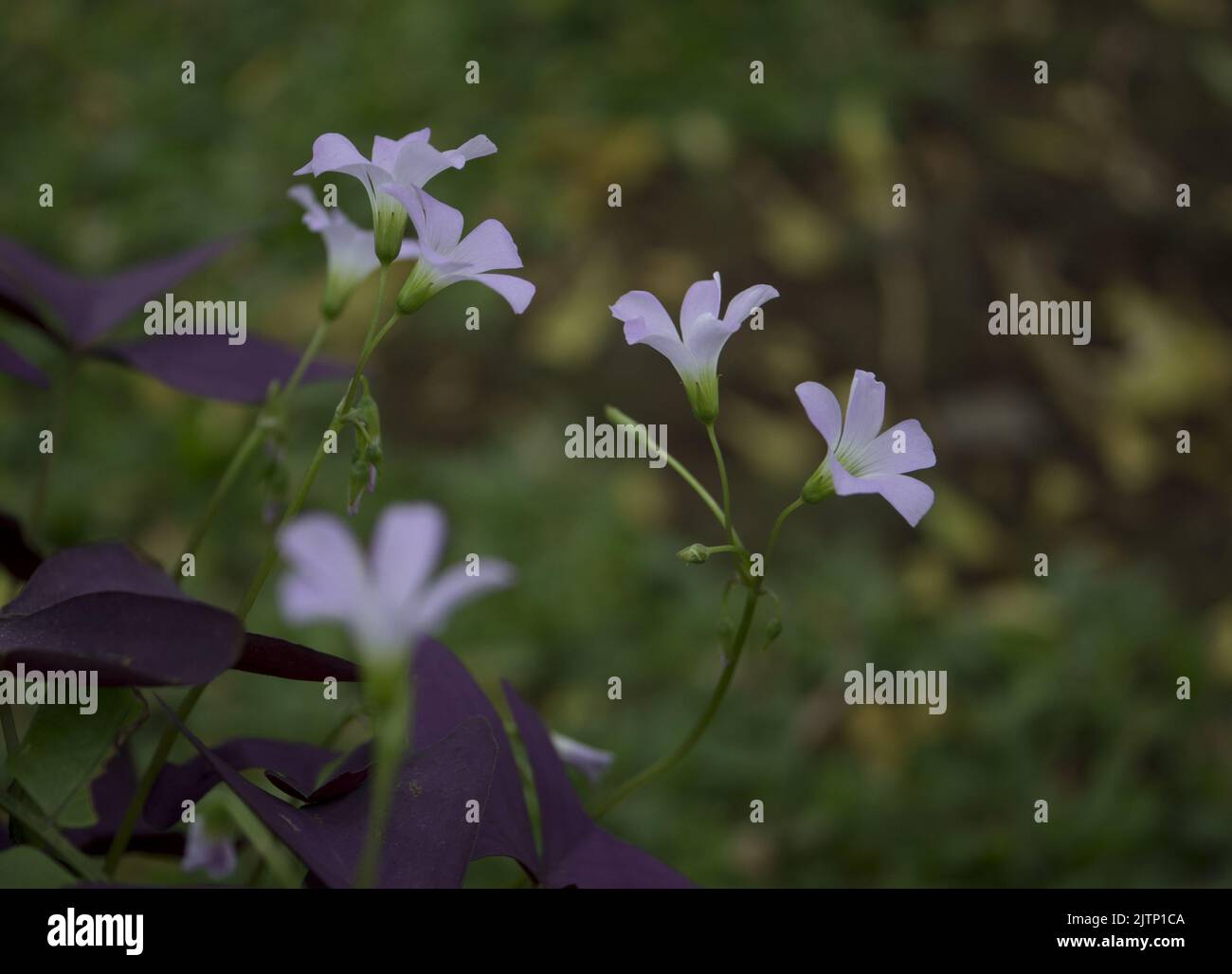 Purple Oxalis triangularis flower. Oxalis triangularis Stock Photo - Alamy