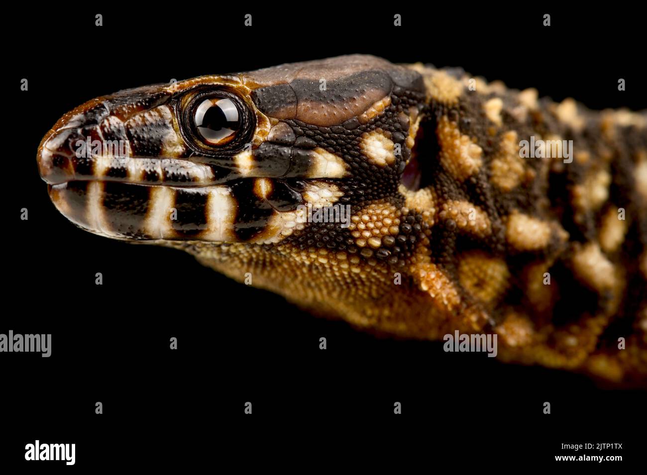 Smiths tropical night lizard lepidophyma smithii hi-res stock ...