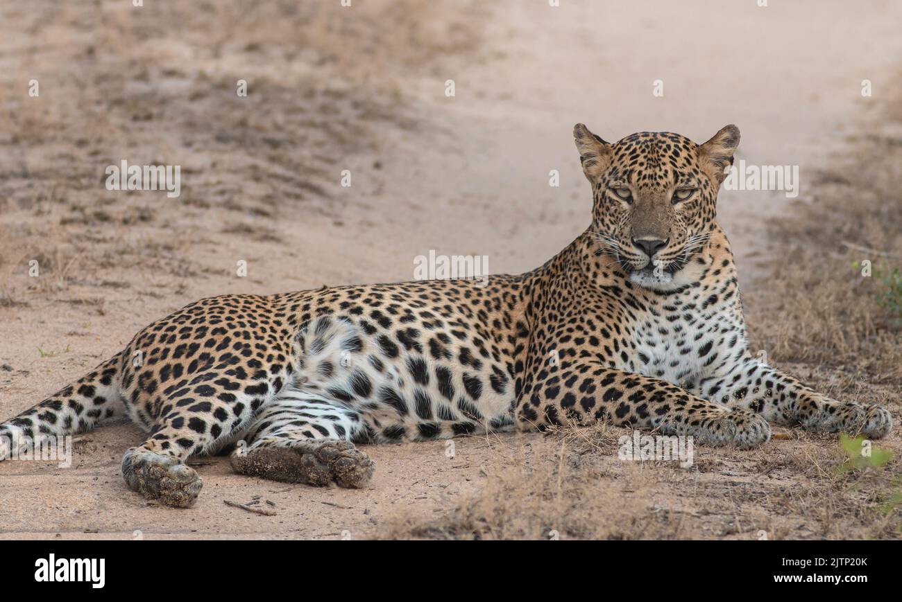 Leopard sitting; leopard resting; big leopard resting; female leopard ...