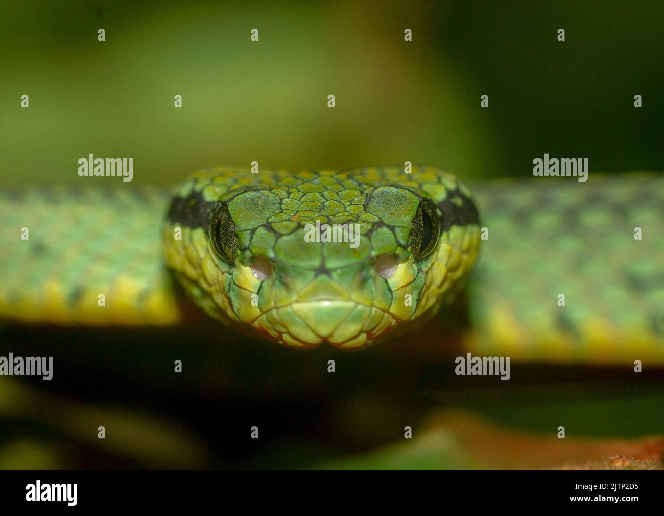 Green snake on a branch; green pit viper; snake flicking its tongue ...