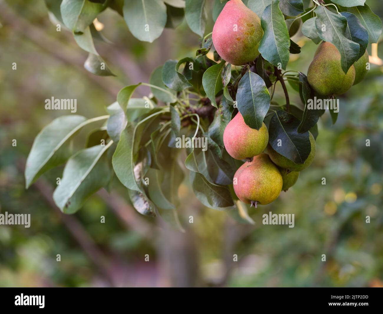 Organic pears branch on a pear tree in orchard Stock Photo - Alamy