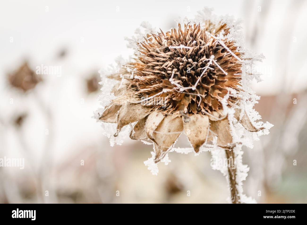 Ice sunflower hi-res stock photography and images - Alamy