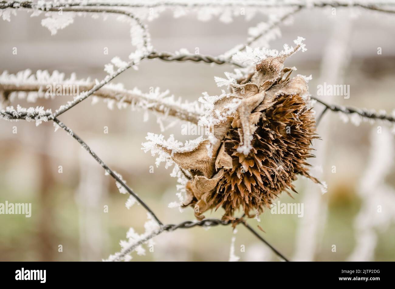 Frozen sunflower field hi-res stock photography and images - Alamy