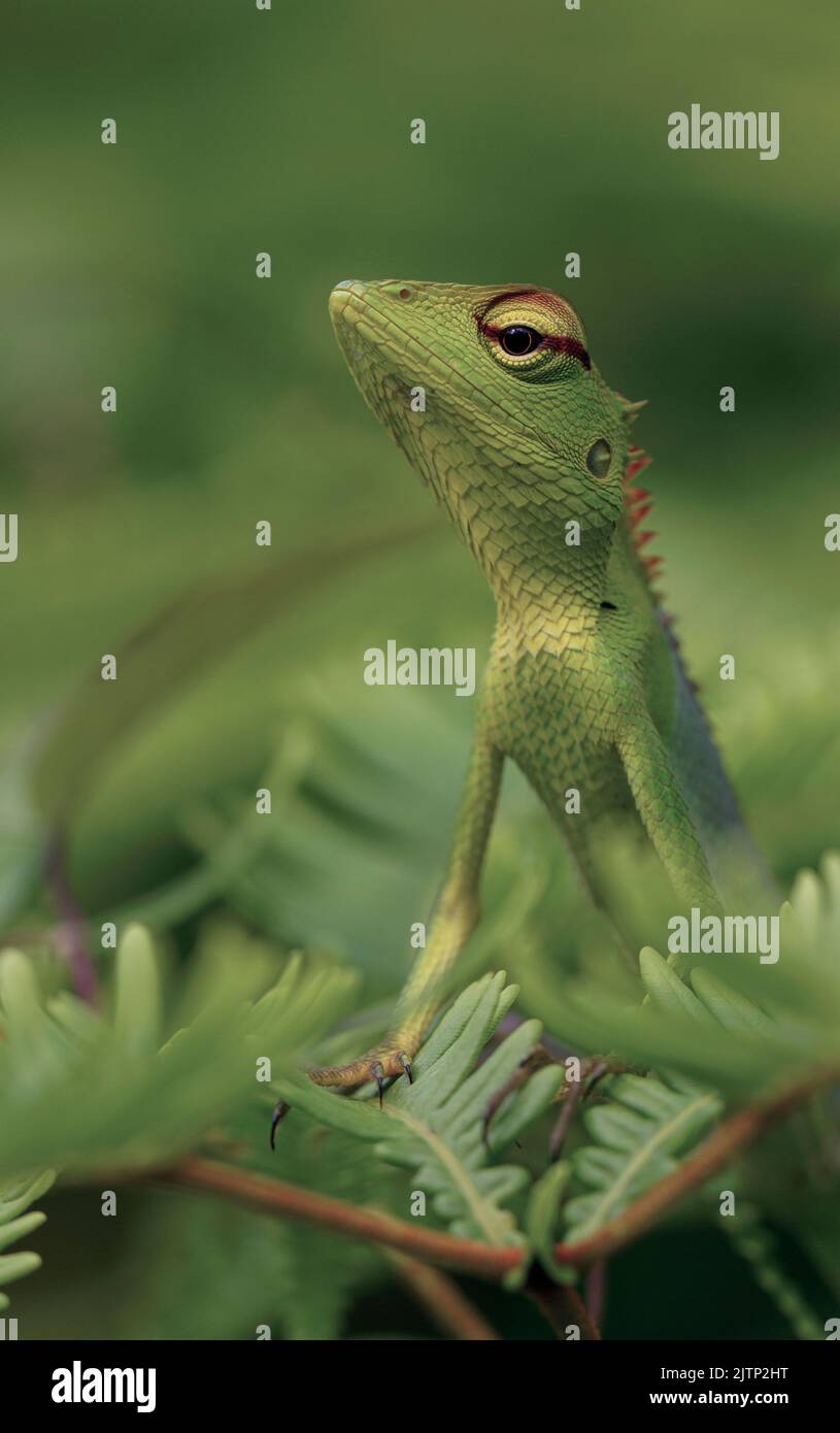 Green lizard; Green lizard on a branch; green lizard on leaves; Calotes ...