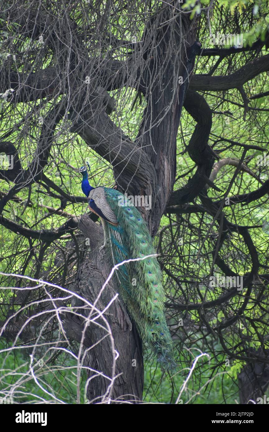 Indian Peacock sitting on tree and taking rest Stock Photo - Alamy