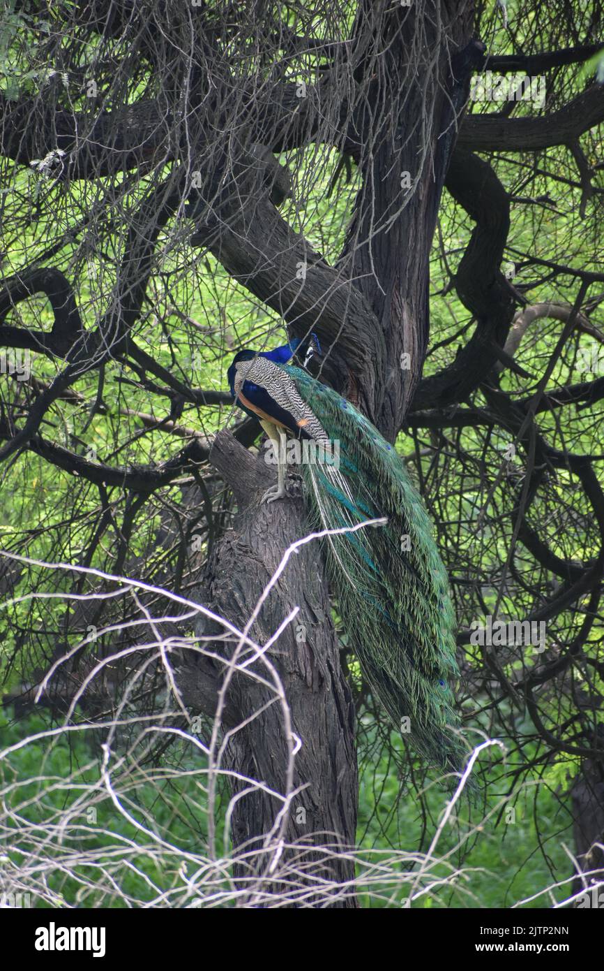 Indian Peacock sitting on tree and taking rest Stock Photo - Alamy