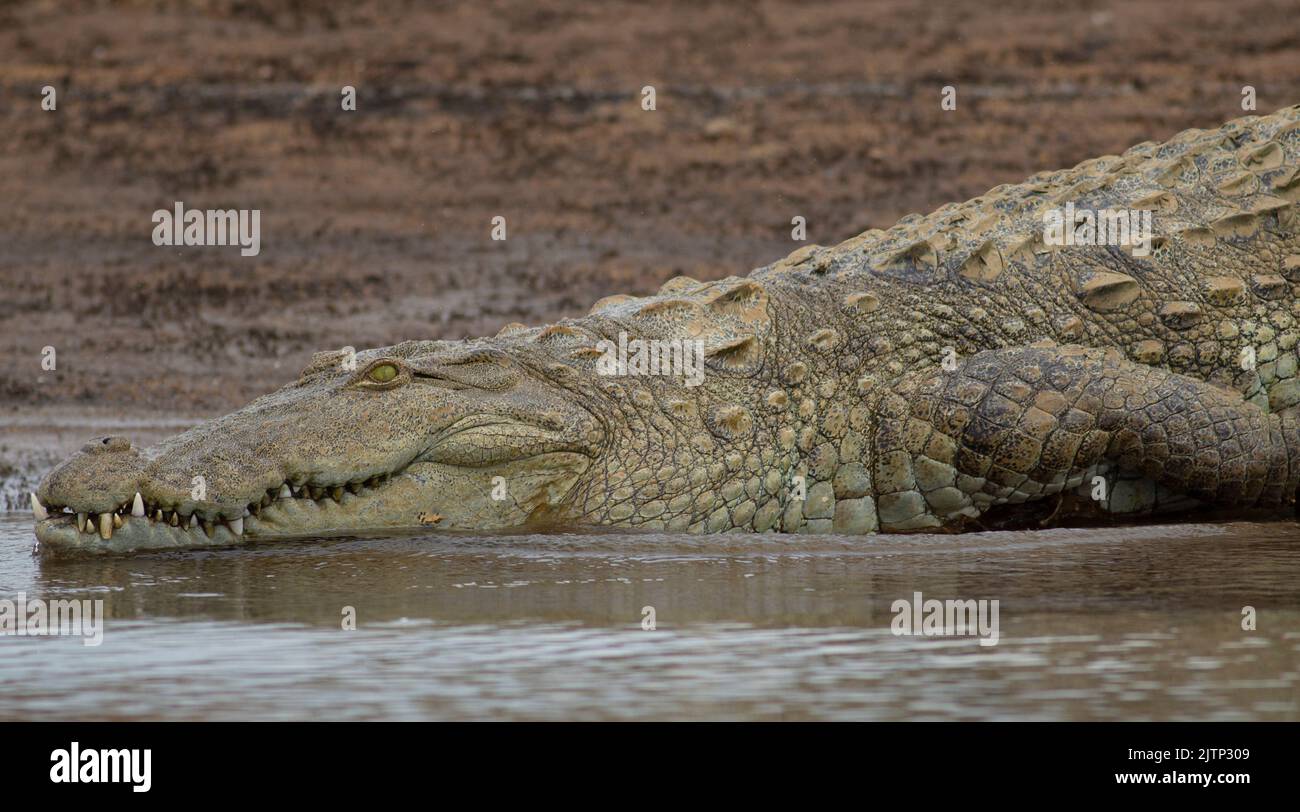 Crocodile in the water; Crocodile sliding into the water; crocodile ...