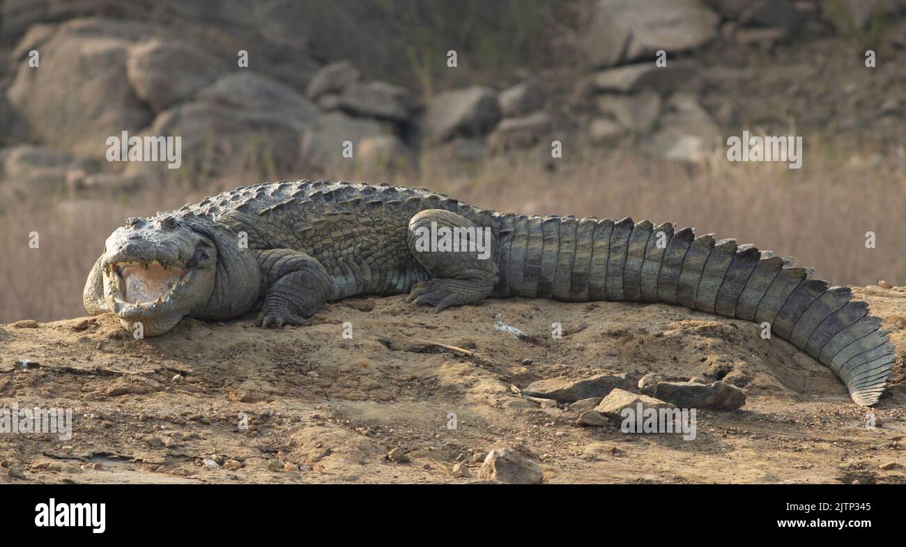 Crocodile with its mouth open basking in the sun; crocodiles resting ...