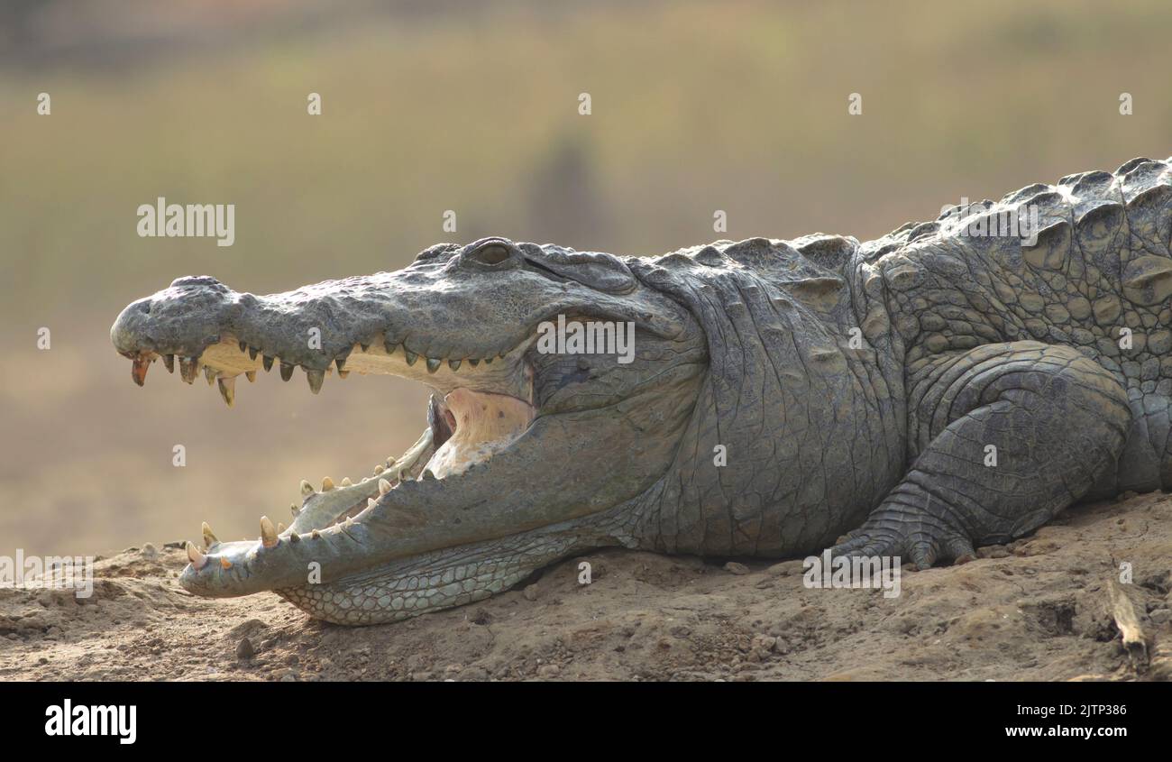 Crocodile with its mouth open basking in the sun; crocodiles resting ...