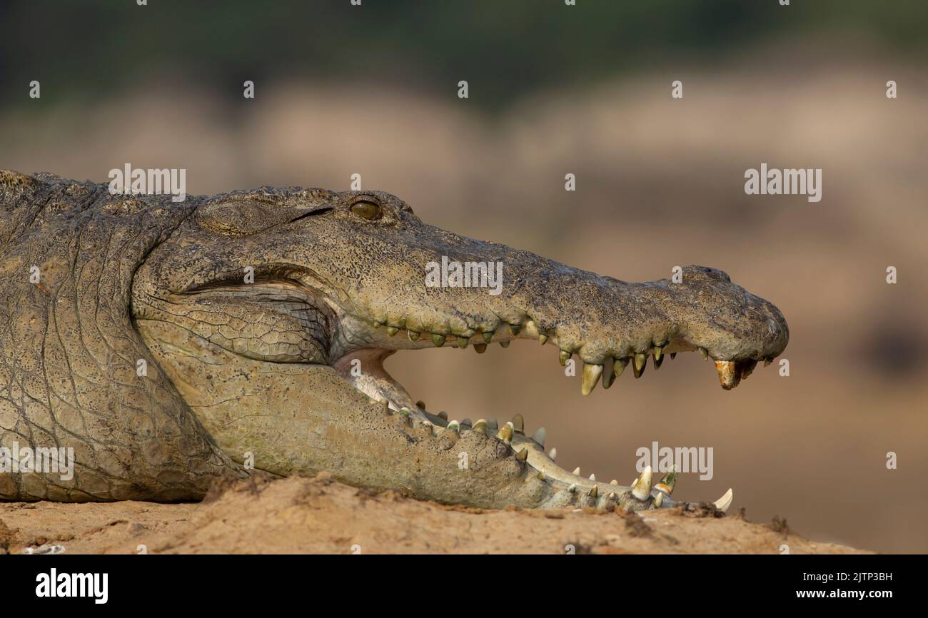 Crocodile with its mouth open basking in the sun; crocodiles resting ...