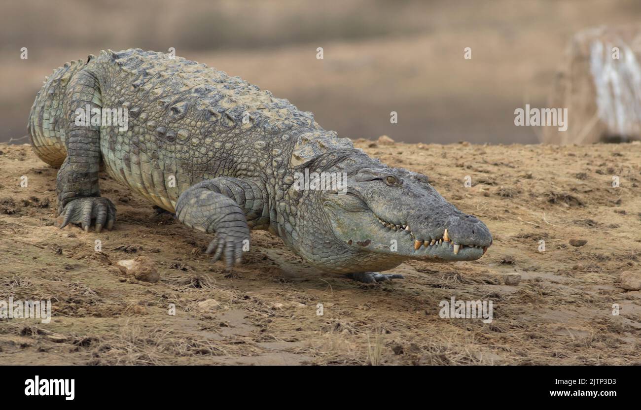 Crocodile in the water; Crocodile sliding into the water; crocodile ...