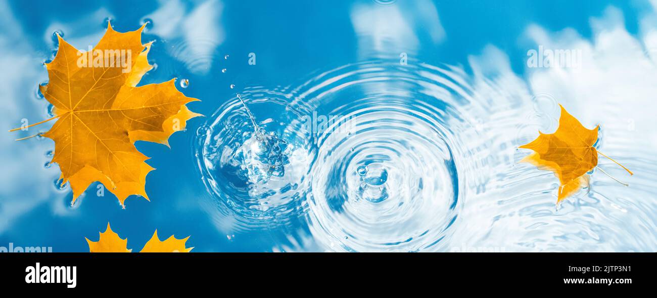 Yellow maple leaf on the surface of the water with waves of drops and ...