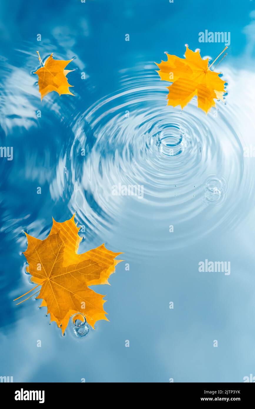 Water background with raindrops and autumn leaves. Natural backdrop ...