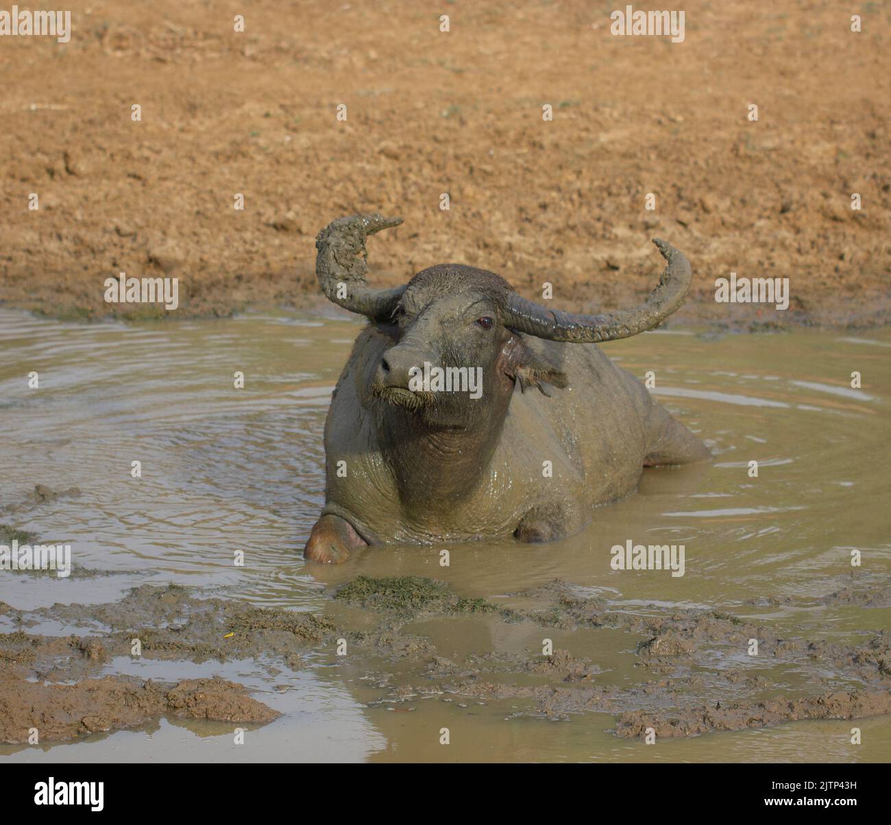 close up of a buffalo; buffalo close up; buffalo walking; cattle on ...