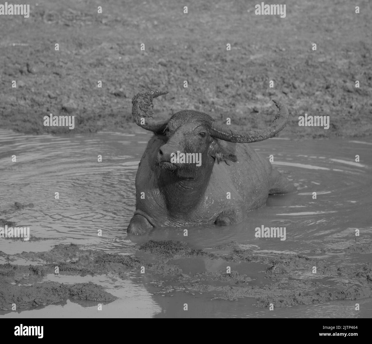 Cows bulls farm animal Black and White Stock Photos & Images - Alamy