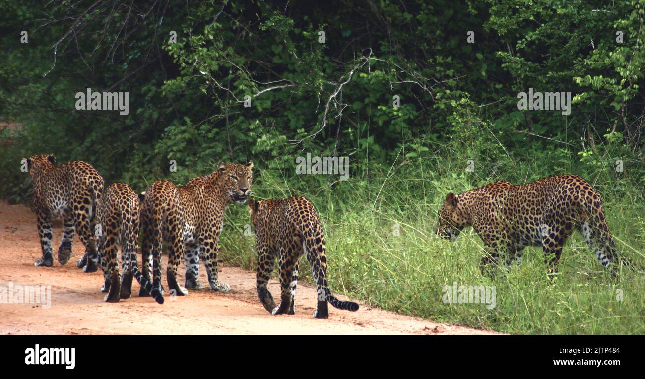 Leopard walking on a rock; five leopards; leopards walking; leap of ...