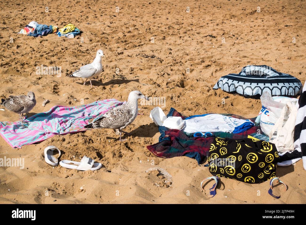 Seagulls stealing food hi-res stock photography and images - Alamy