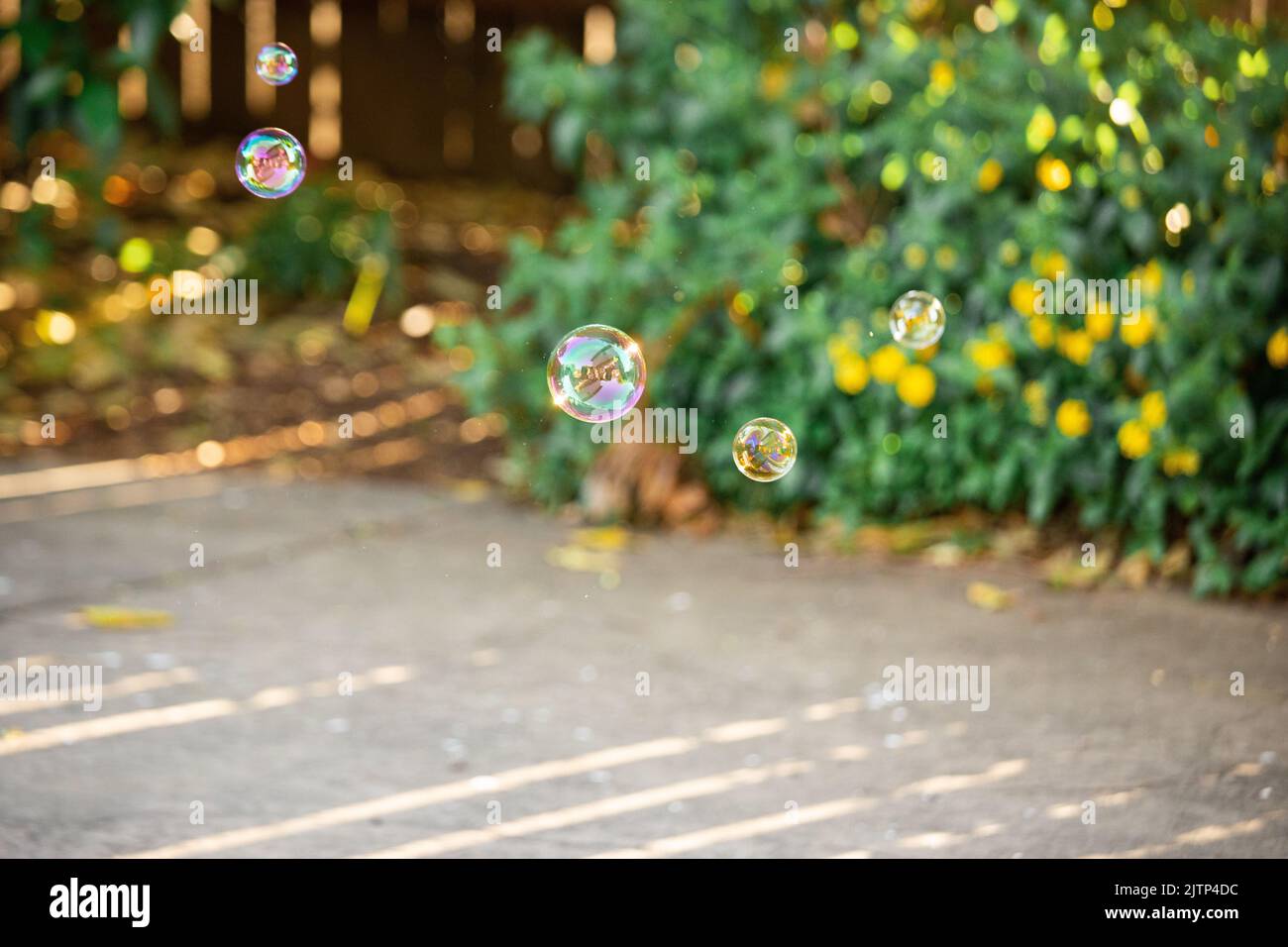 A shallow focus of bubbles on a background of green leaves Stock Photo ...