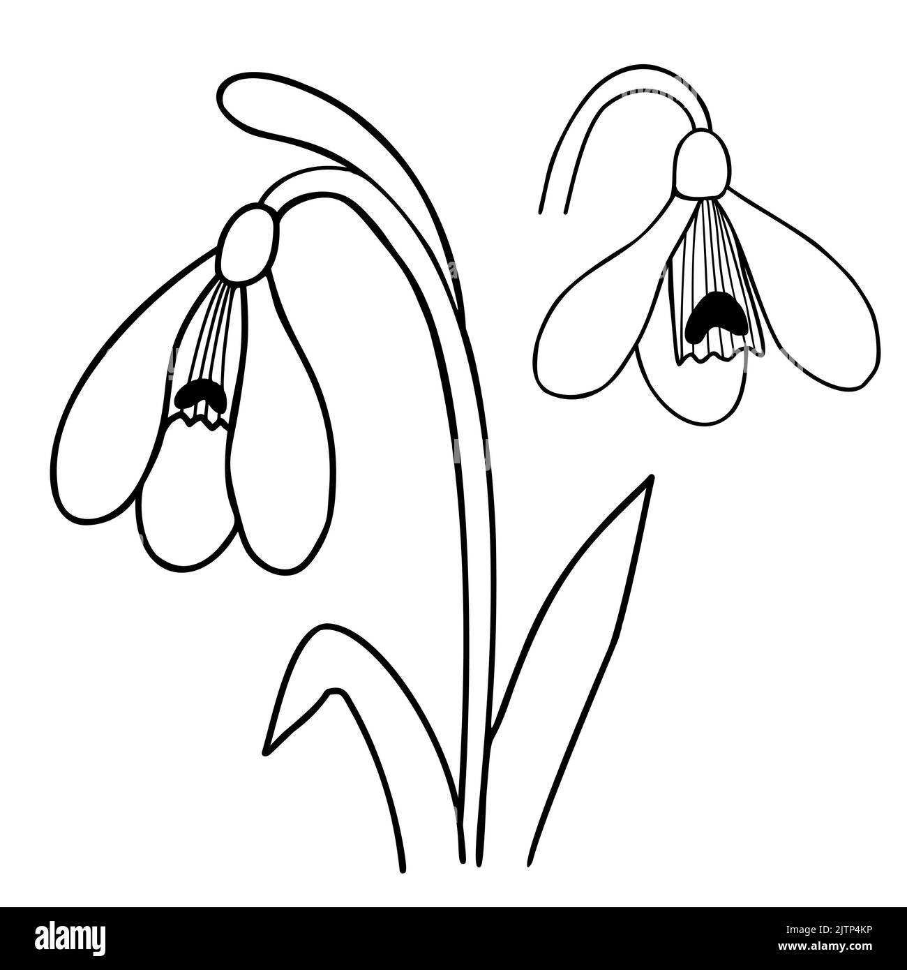 Hand drawing common snowdrop flower with leaves. Gentle forest first ...
