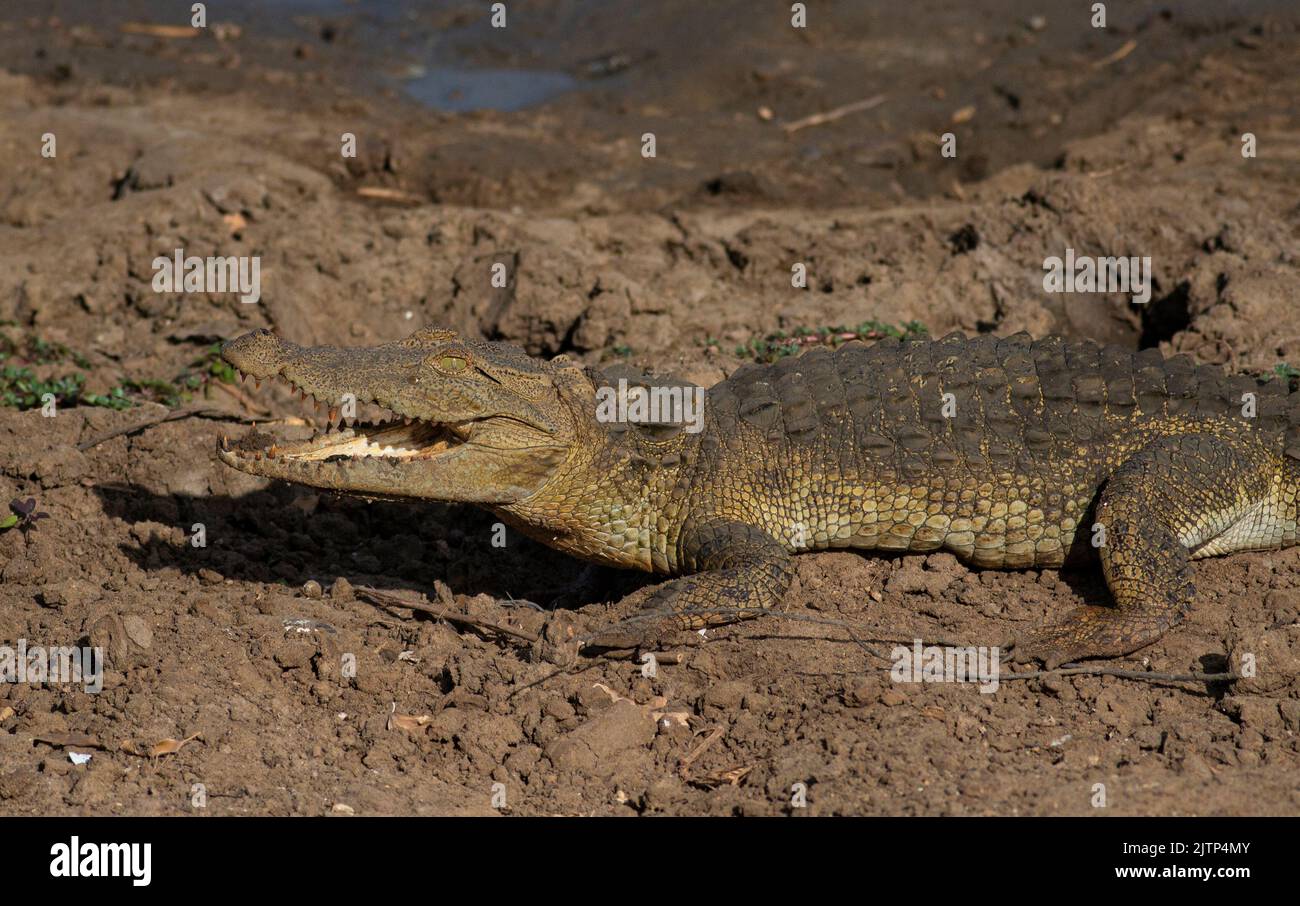 Crocodile with its mouth open basking in the sun; crocodiles resting ...