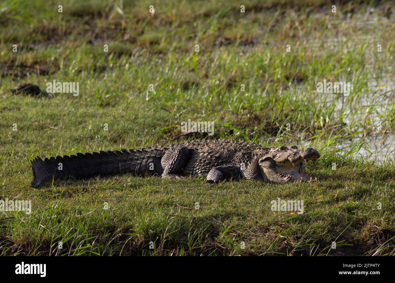 Crocodile with its mouth open basking in the sun; crocodiles resting ...
