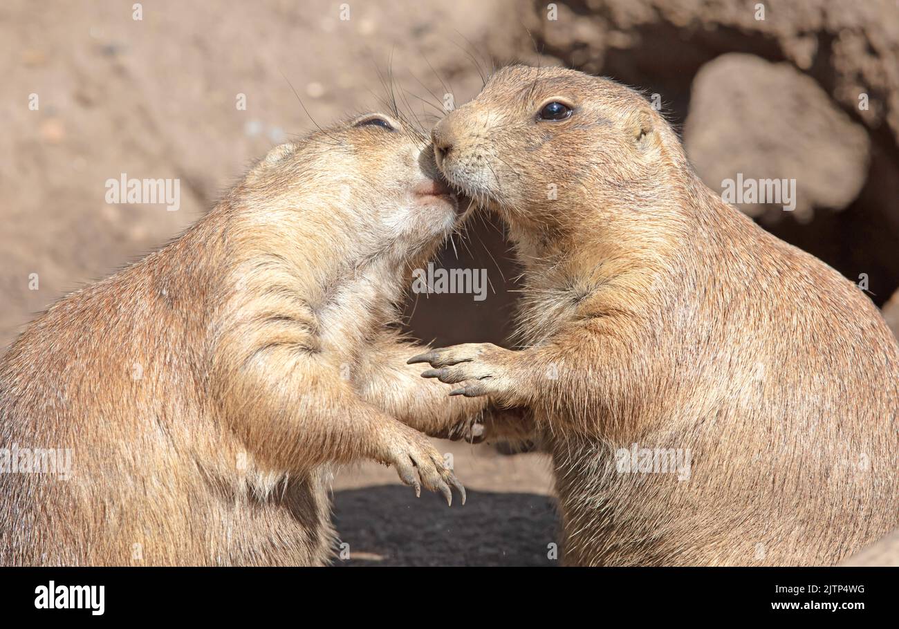 Prairie Dogs Hugging
