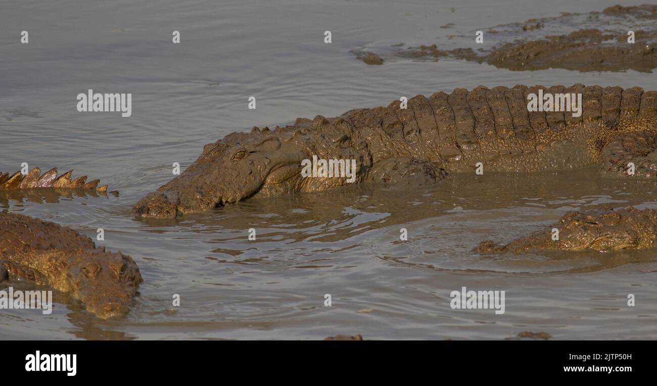 two crocodiles in the water; crocodiles swimming; Crocodiles resting ...