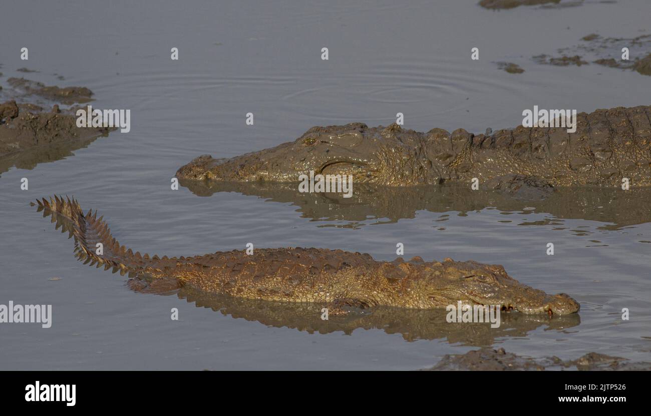 two crocodiles in the water; crocodiles swimming; Crocodiles resting ...