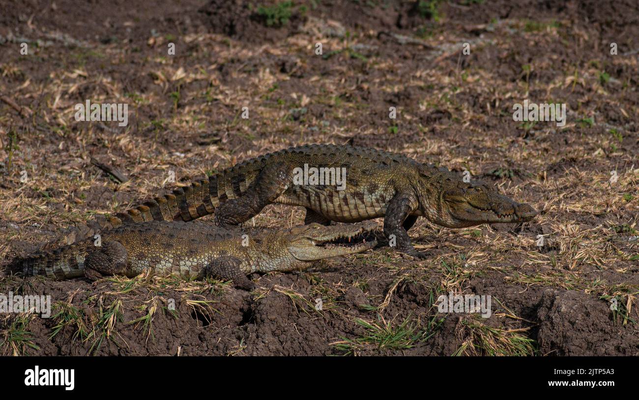 Crocodiles on the bank of a lake; crocodile on the ground; Crocodile ...