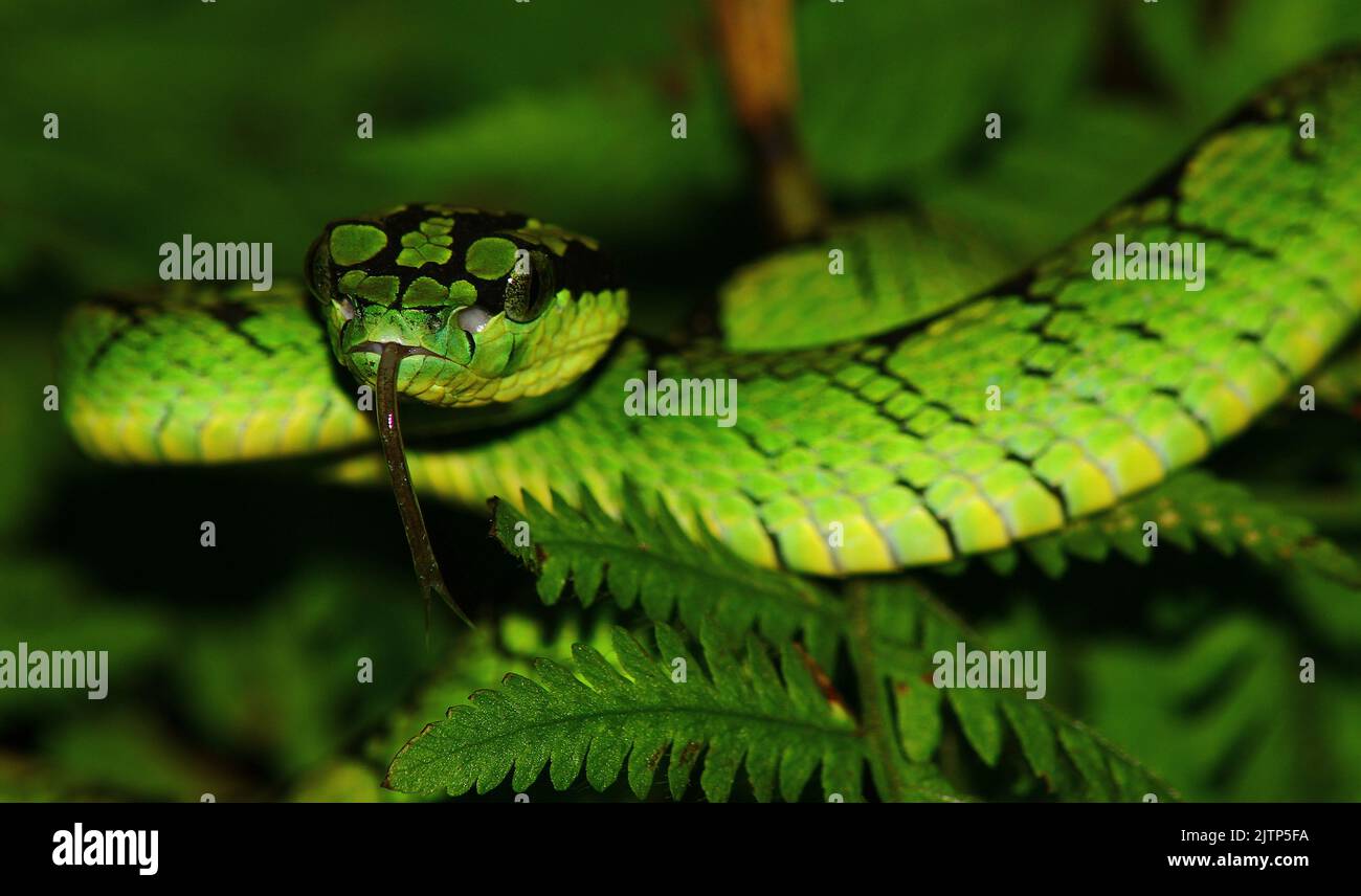 Green snake on a branch; green pit viper; snake flicking its tongue ...